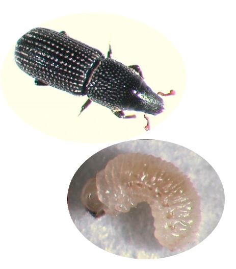 Charançons attaque des bois : 3 choses à savoir | CTB-A+