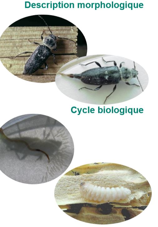 Attention aux capricornes des maisons | CTB-A+